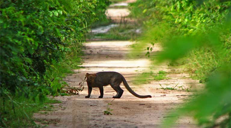The Five Species of Big Cats in Belize | Wild Cats of Belize