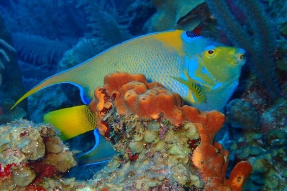 How to Spend 3 Amazing Days in Belize | Belize Itineraries