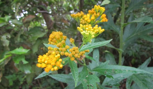 The Best Medicinal Plants Common in Belize | Bush Medicine